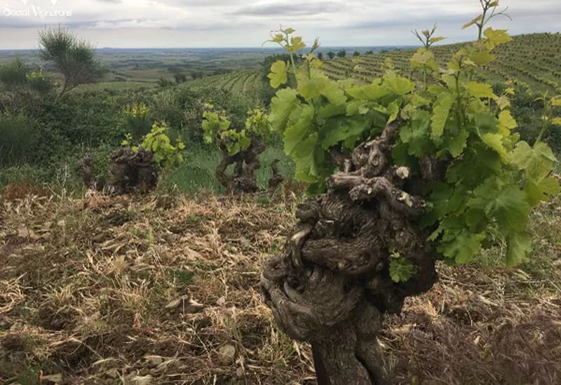 Faugeres AOC - Best Wines 2024, Grapes Used, Regulations