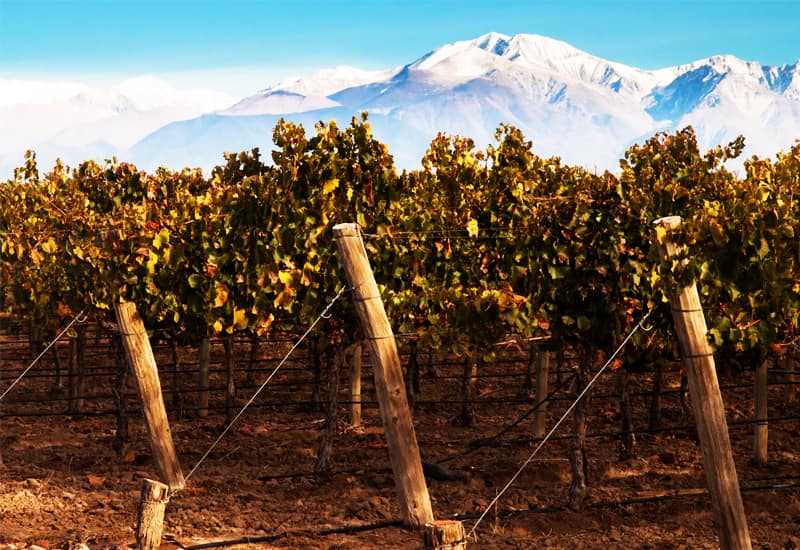 Shiraz (History, Regions, Best Wines 2023)