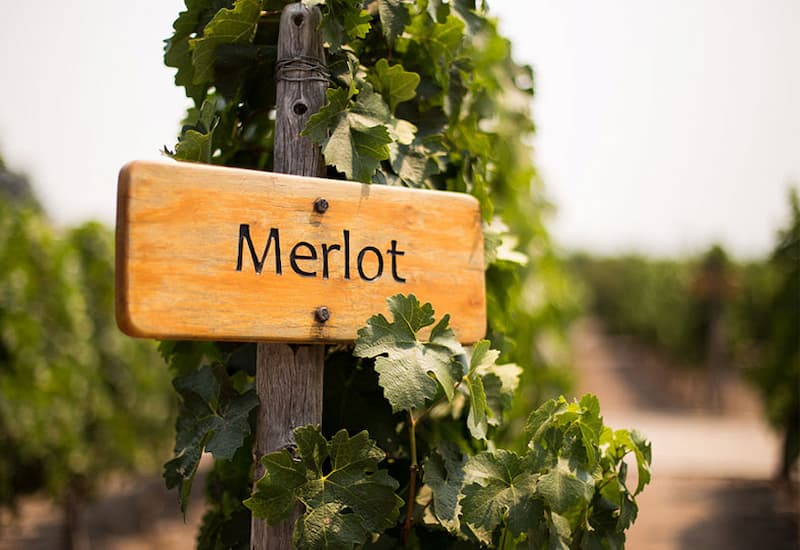 Merlot (Wine Regions, Styles, Best Wines 2023)