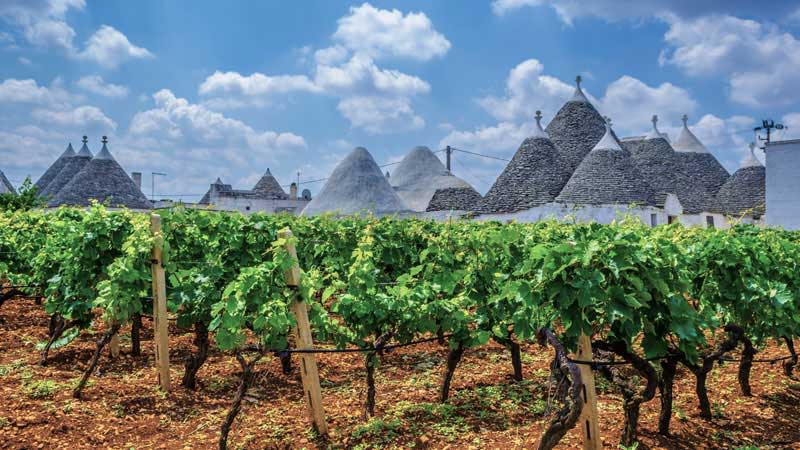 Primitivo: Wine Grape, Best Wines 2023, Zinfandel Connection