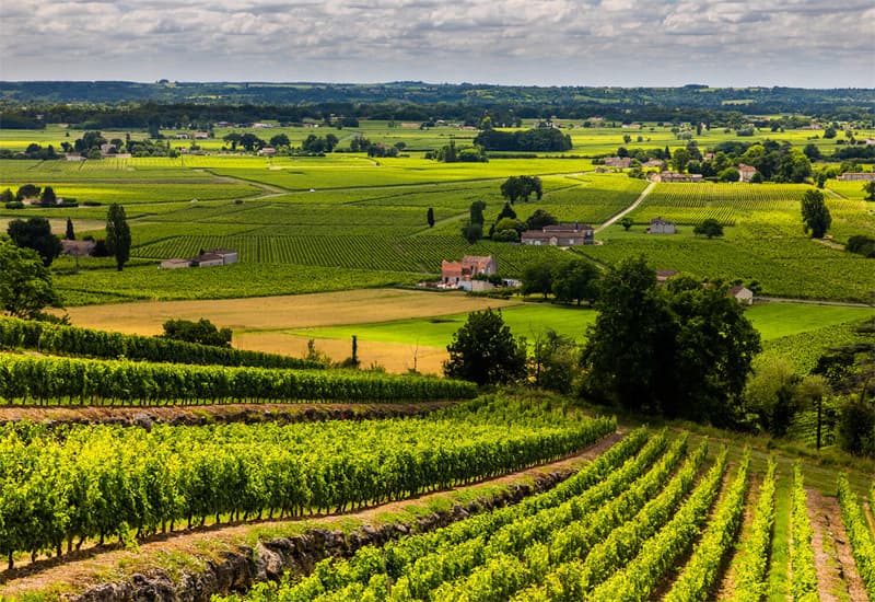 Pauillac Wine: Unique Terroir, Best Wines, Prices (2023)