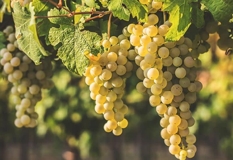 Trebbiano: Grape Varieties, Regions, 10 Delicious Wines (2023)