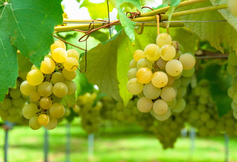 The World’s Favorite Wine Grapes: 23 Varieties, Best Wines (2023)