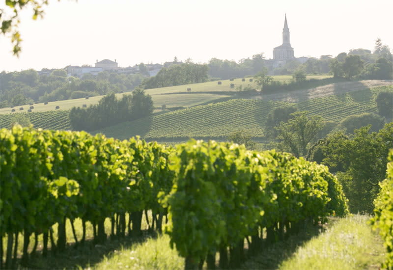 The Spectacular Barsac Wine Region: 10 Best Wines, Prices (2024)
