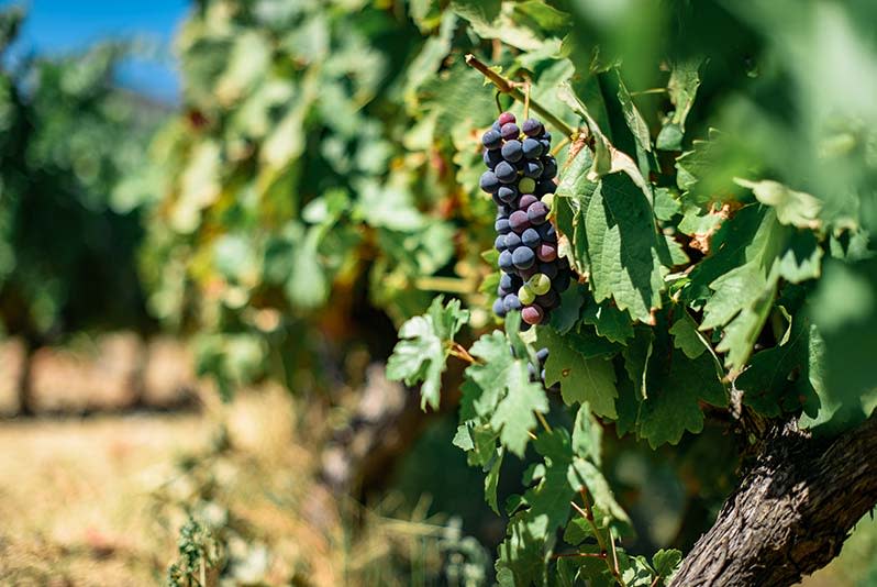 Graham's Port - Vineyards, Winemaking, Best Wines (2024)