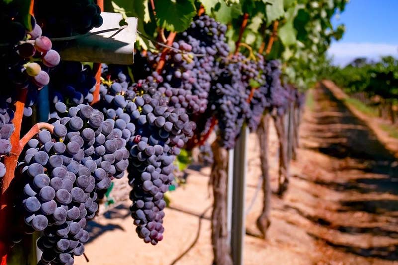 Top 10 Paso Robles Wineries To Explore In 2023 (Best Wines)