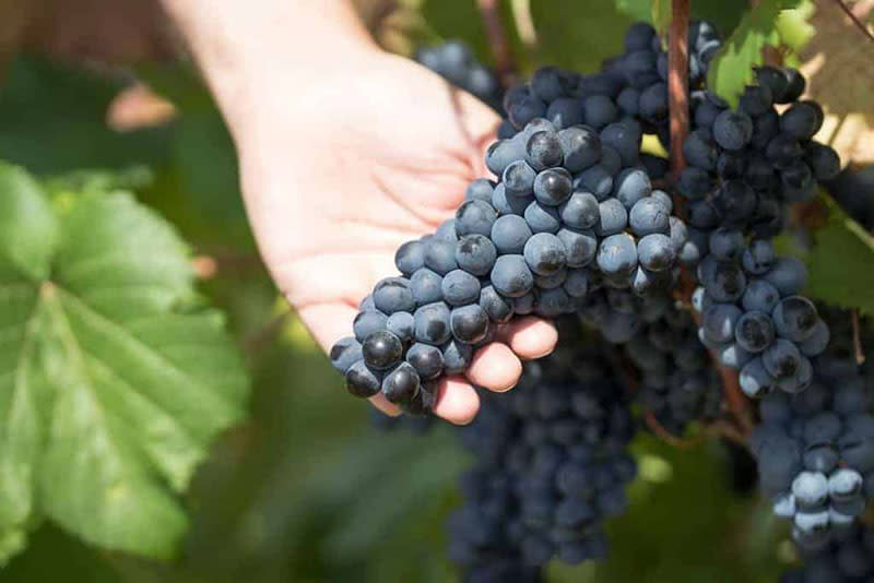 Primitivo: Wine Grape, Best Wines 2023, Zinfandel Connection
