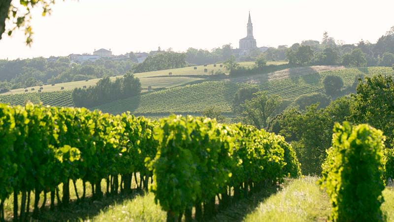 Graves Wine Region (Appellations, 8 Magnificent Bottles, Prices)