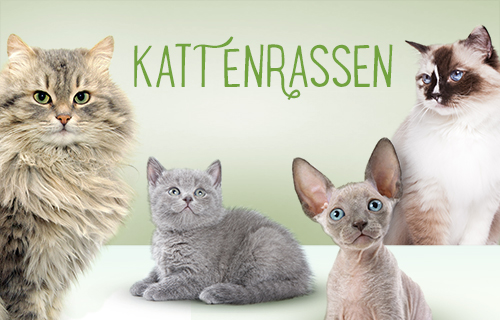 Kattenrassen