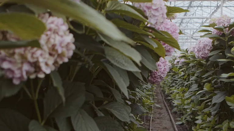 Dutch Flower Farm Tour & Guide by ProFlowers