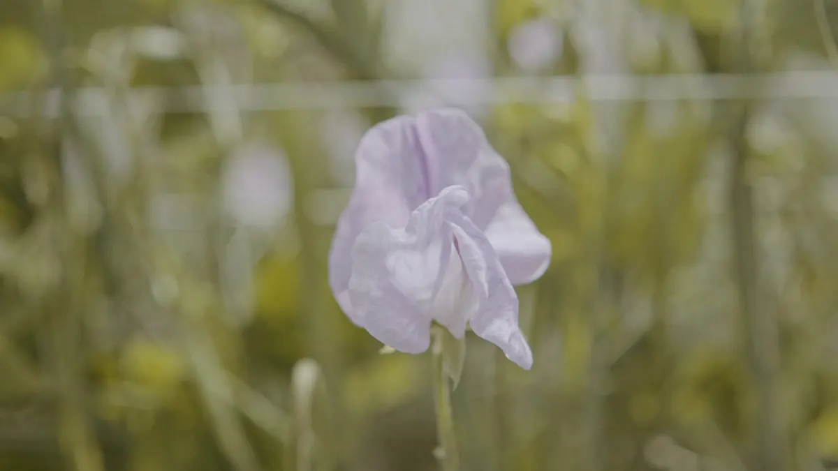 Dutch Flower Farm Tour & Guide by ProFlowers