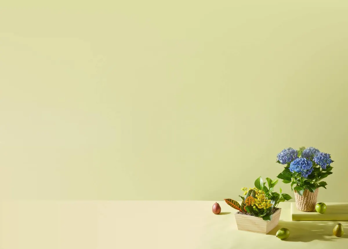 Flower Delivery: Order Flowers Online | Proflowers