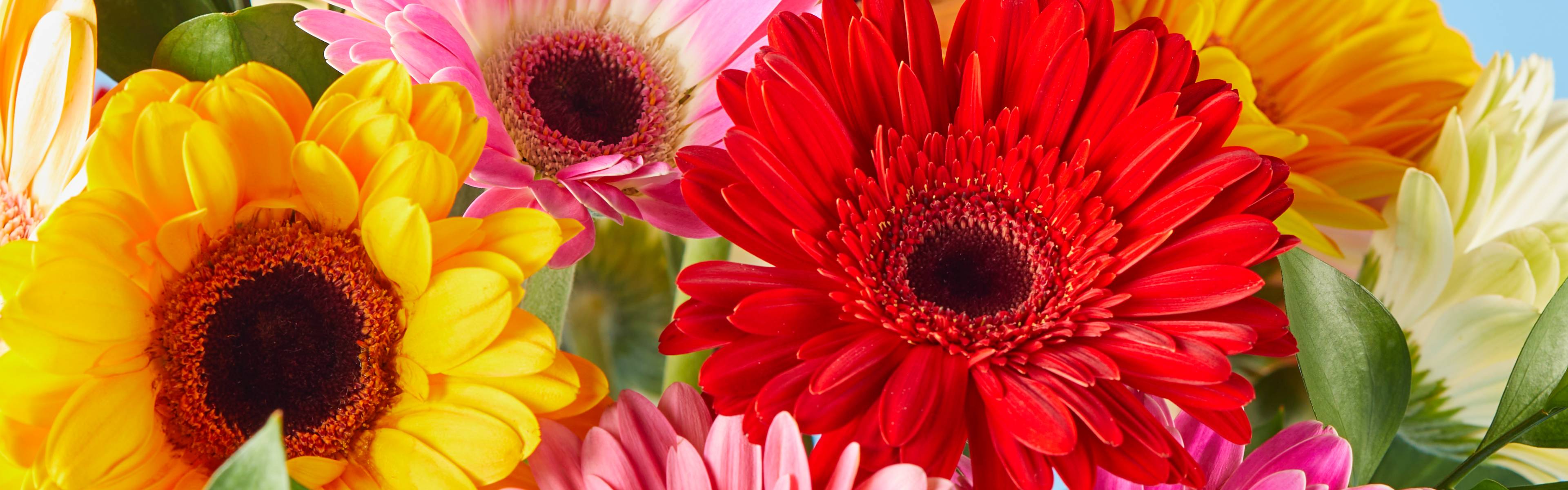 Shop Flowers by Color | Proflowers