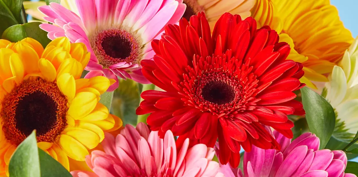 Shop Flowers by Color | Proflowers