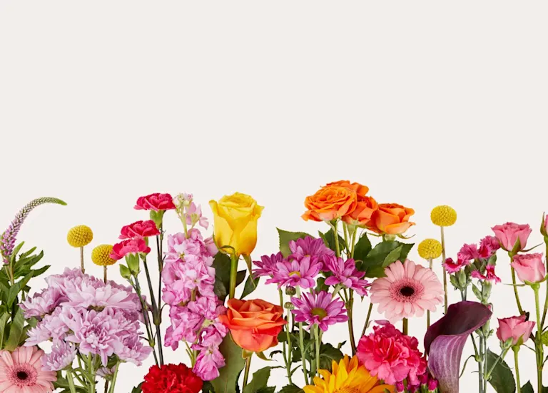 Flower Delivery: Order Flowers Online | Proflowers