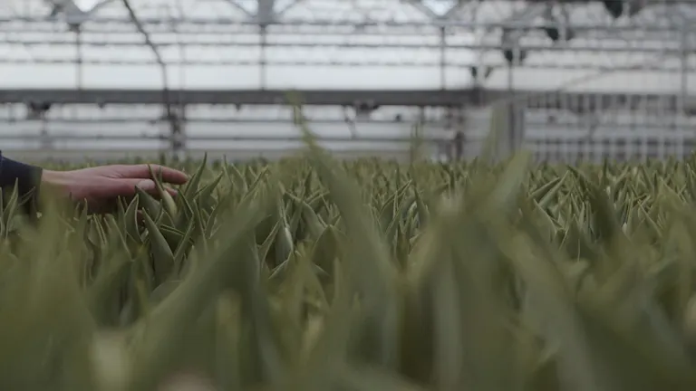 Dutch Flower Farm Tour & Guide by ProFlowers