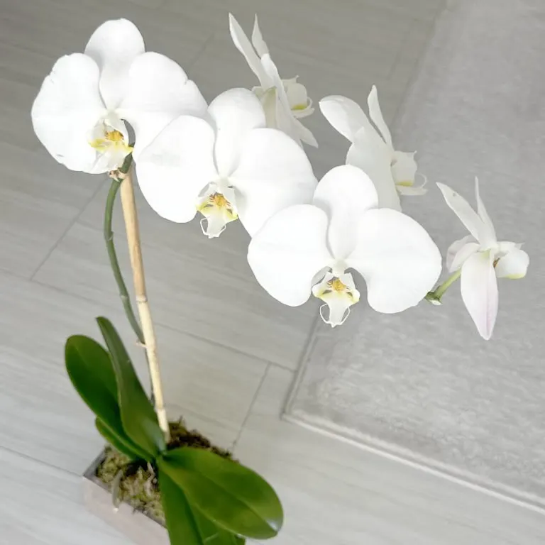 About Us | Proflowers