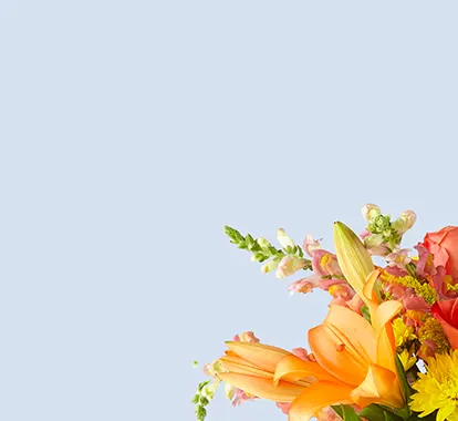 Proflowers’ Flower Collection | Proflowers