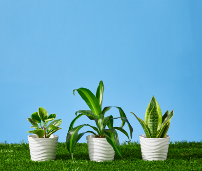 All Plants Collection: Send Plants Online | ProFlowers