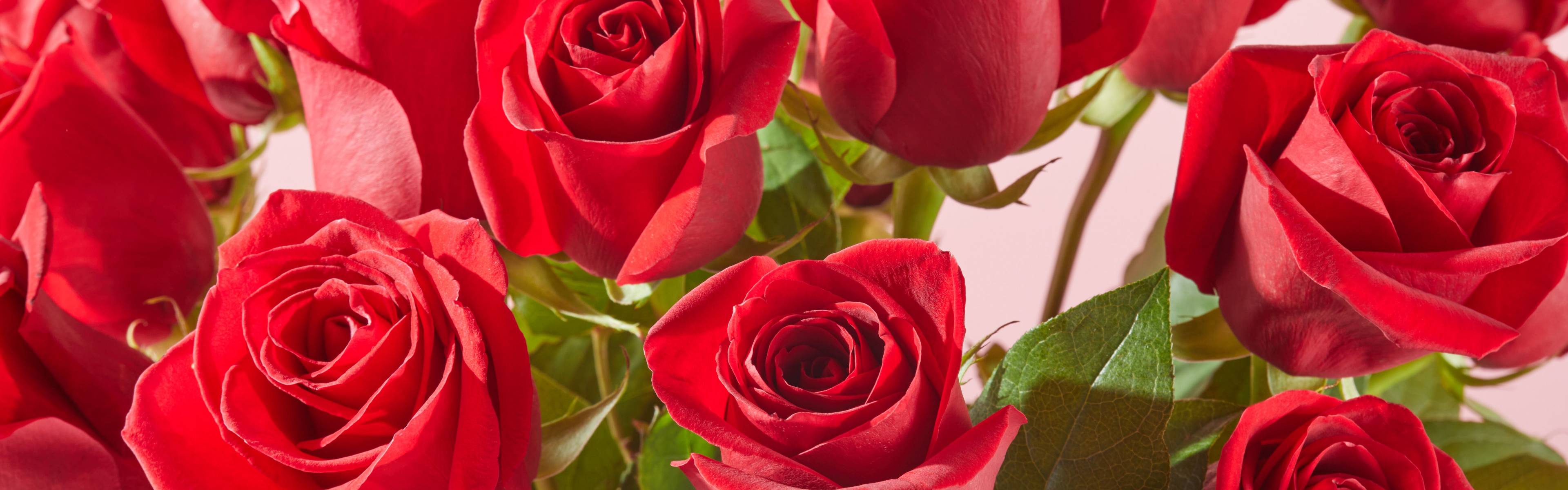 Valentine's Day Collection 2025 | Proflowers