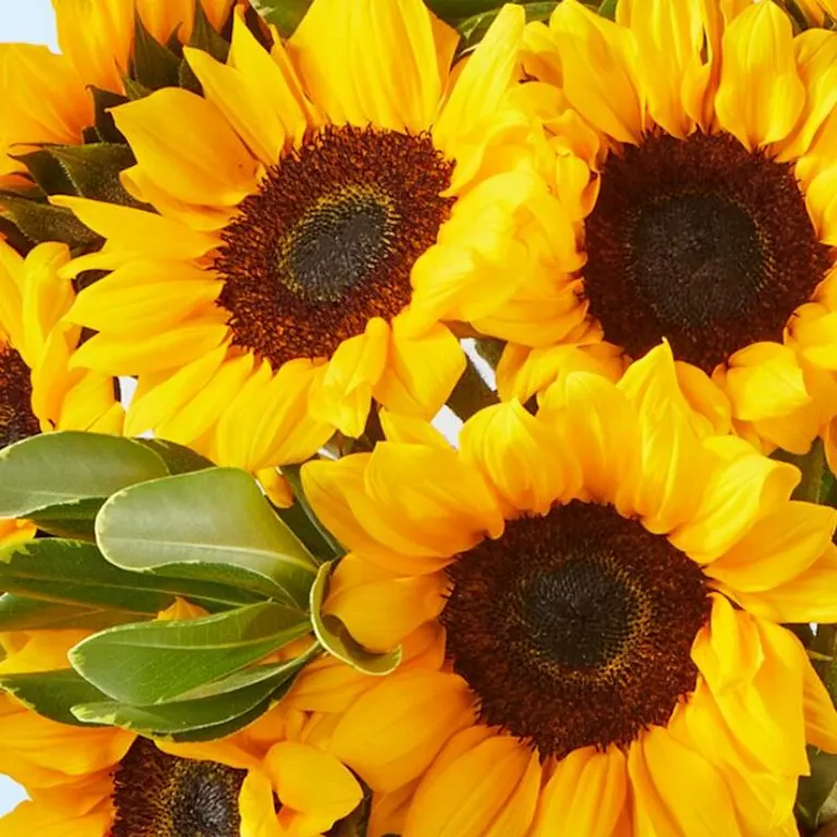 Flower Delivery: Order Flowers Online | Proflowers