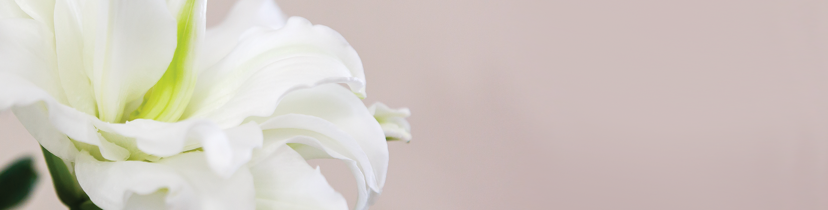 Sympathy Collection: Gifts & Flowers | Proflowers