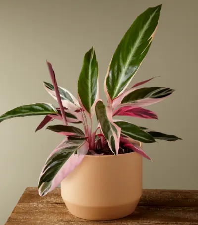 All Plants Collection: Send Plants Online | ProFlowers
