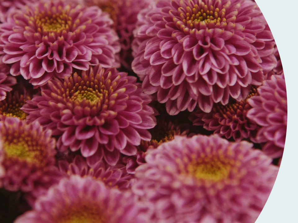 Dutch Flower Farm Tour & Guide by ProFlowers