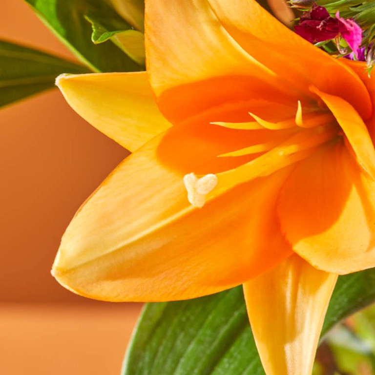 Flower Delivery: Order Flowers Online | Proflowers