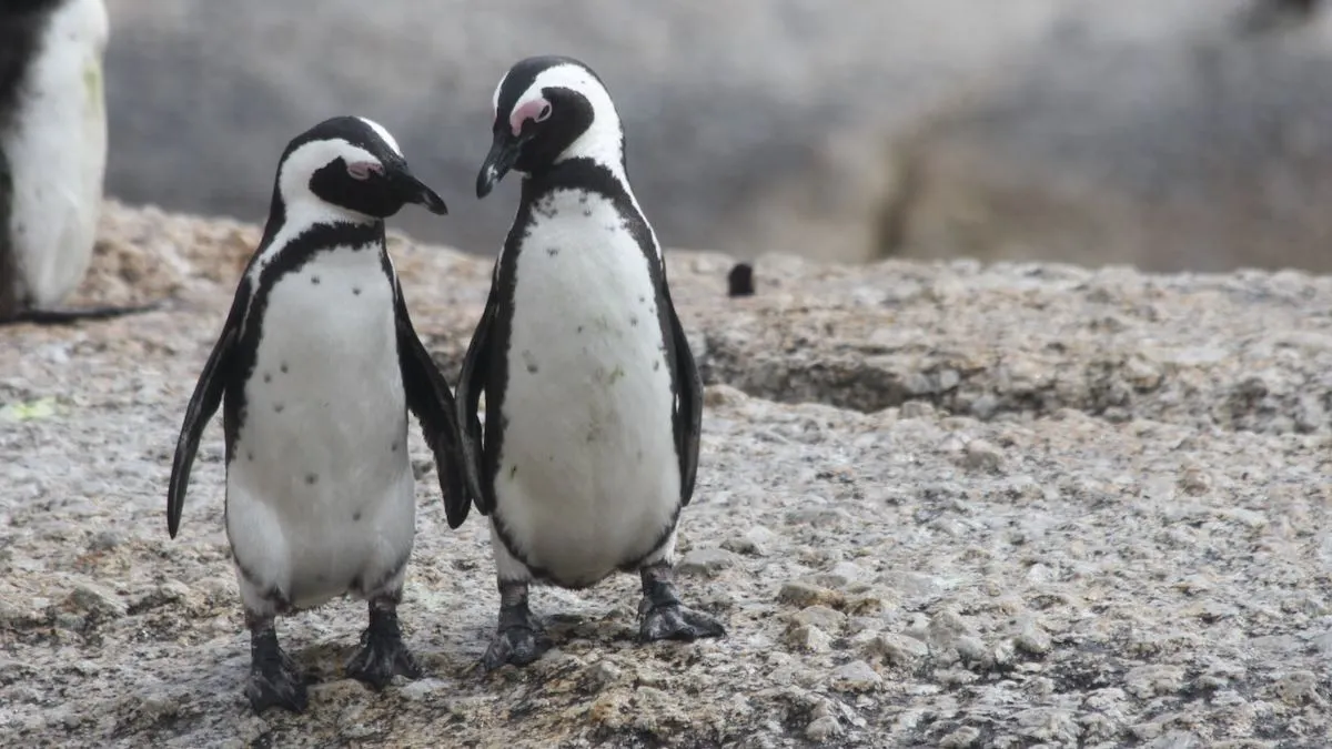 Padroneggiare i numeri in Francese