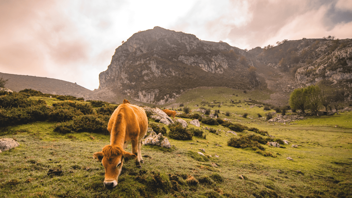 Spanish Lesson: La Naturaleza De Asturias