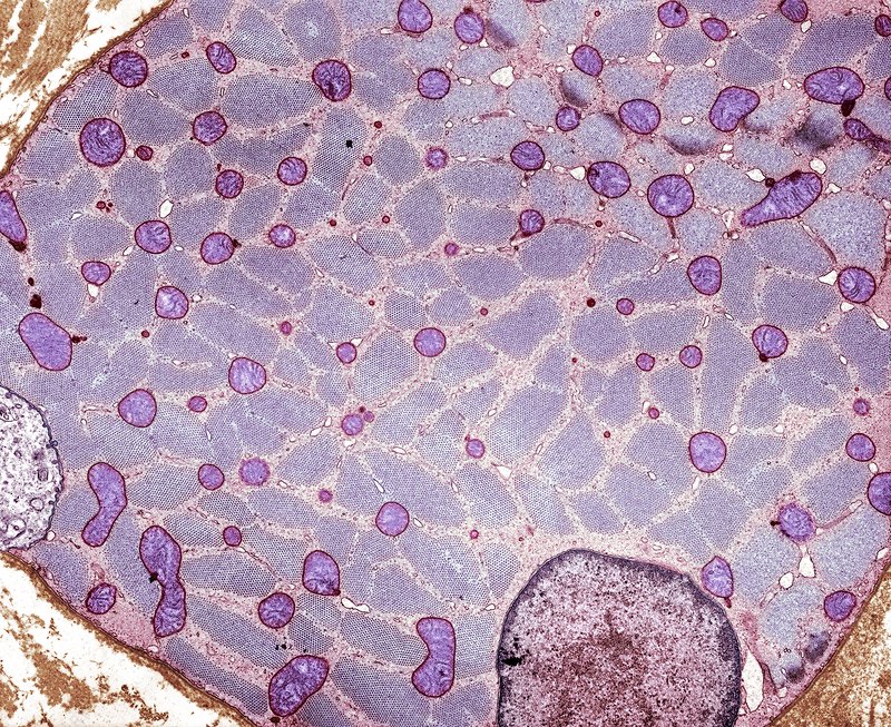 Healthspan Research Review | Mitochondrial and Metabolic Differences ...