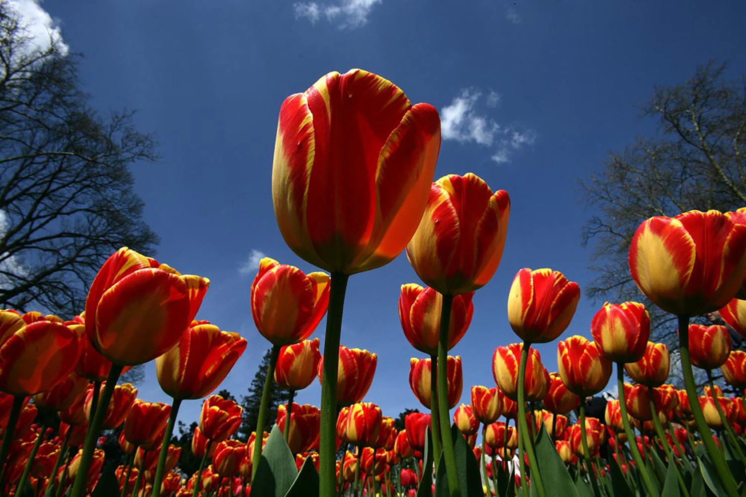 Spring Magic in Baden-Württemberg: Our Top Tips