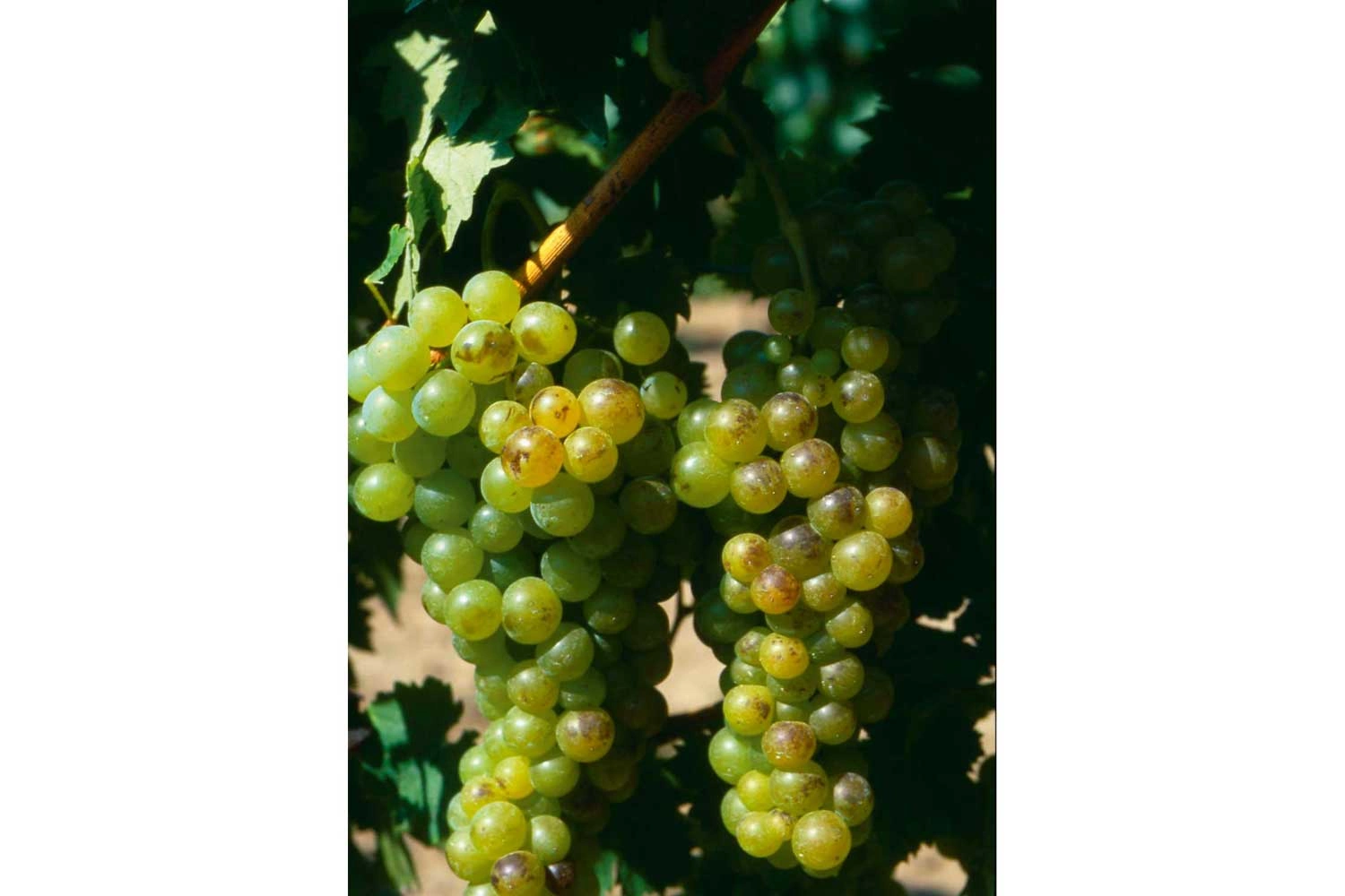 Weinwissen Kompakt