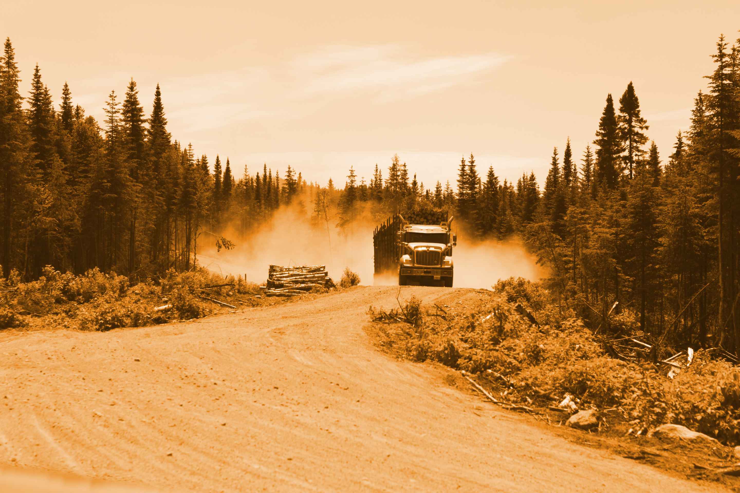 Halting Mass Deforestation • Ill Will